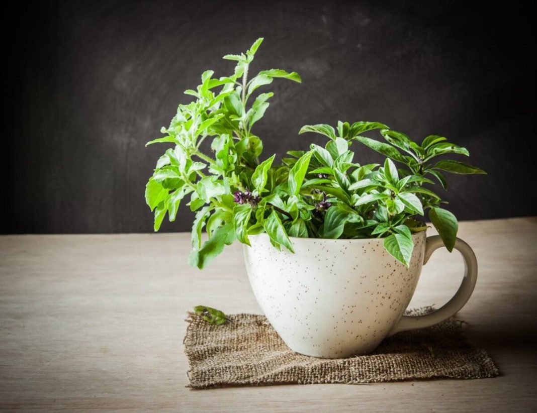 4 Best Medical Benefits of Basil: A Medicinal Herb that Works Wonders