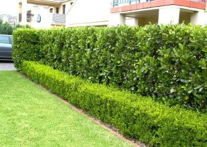 How to Make Leading Lines In Your Garden - DIY Morning