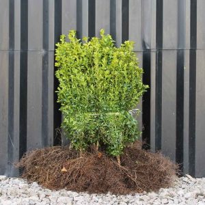 Topiary Box: How to Make Box Hedge Plants - DIYMorning
