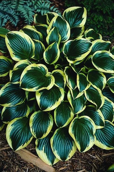 Shade Garden: How To Plant Groups of Hostas to Brighten Up the Gloom