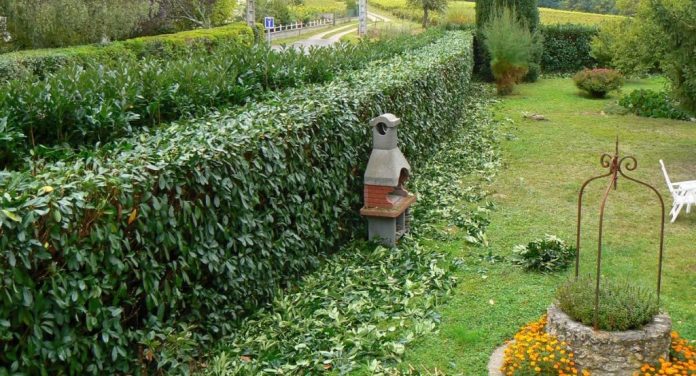 Topiary Box: How to Make Box Hedge Plants - DIYMorning