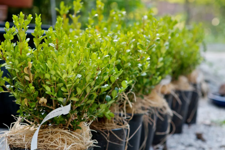 Topiary Box: How to Make Box Hedge Plants - DIYMorning
