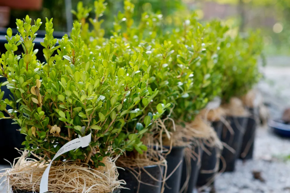 Topiary Box: How to Make Box Hedge Plants - DIYMorning
