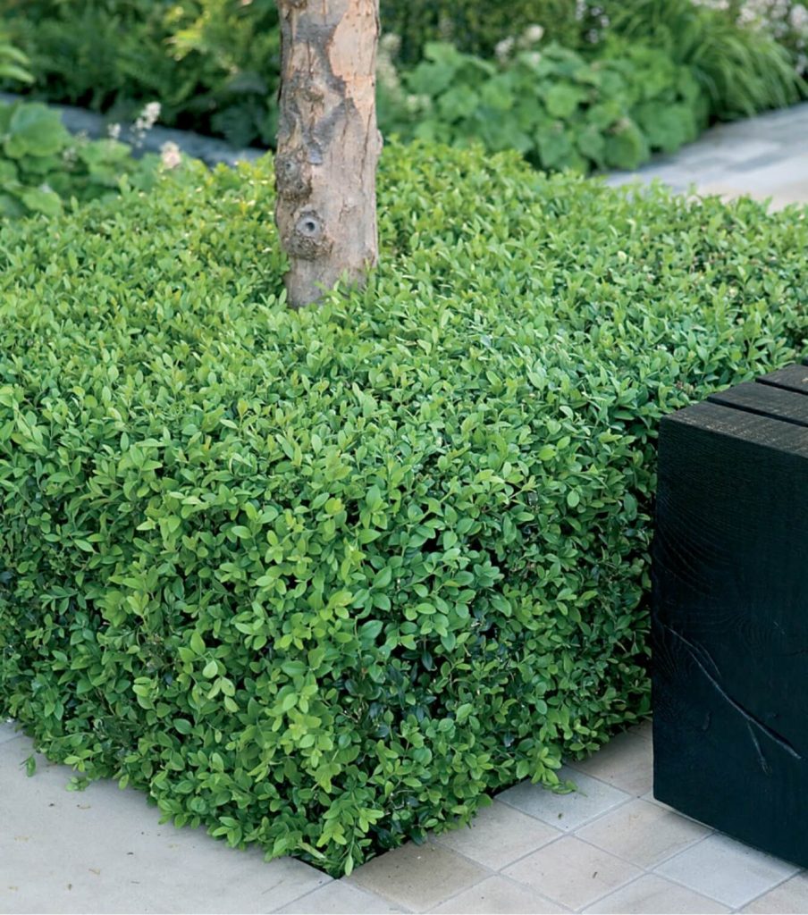 Topiary Box: How to Make Box Hedge Plants - DIYMorning