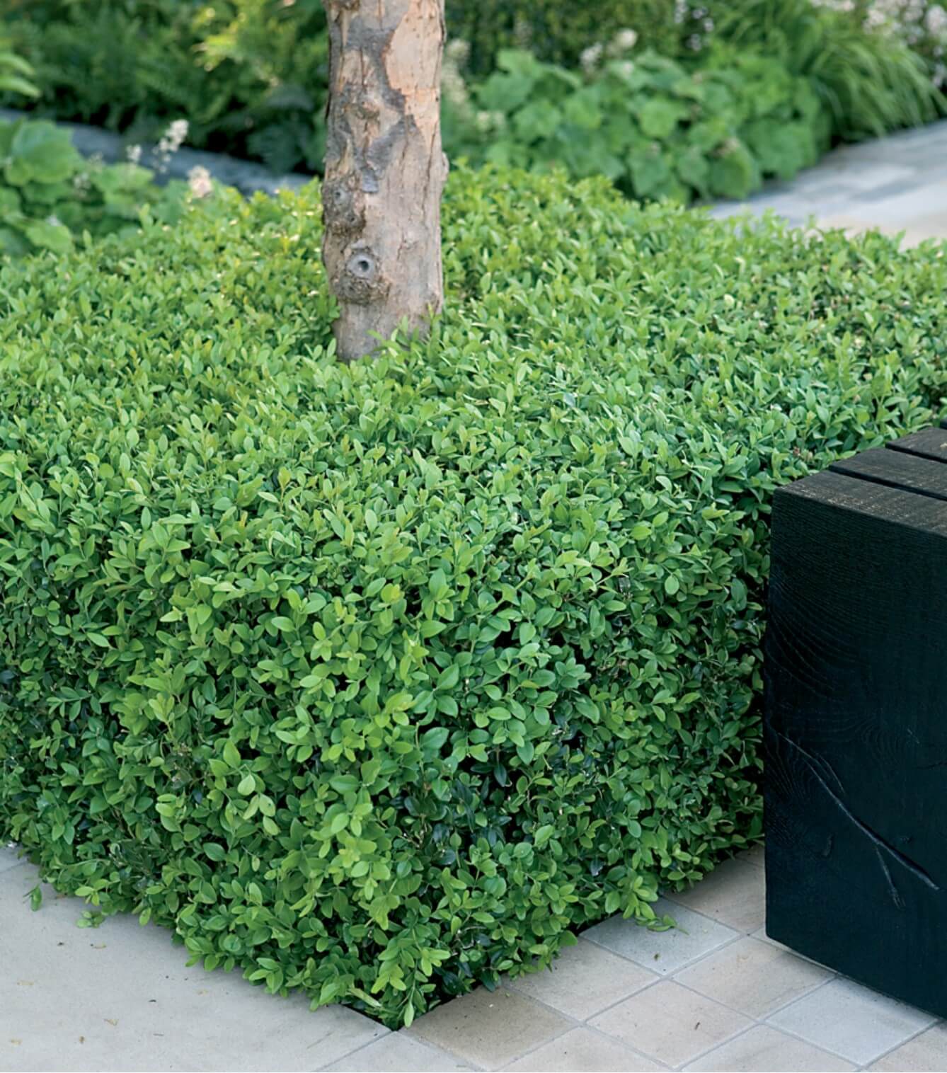 Topiary Box: How to Make Box Hedge Plants - DIYMorning