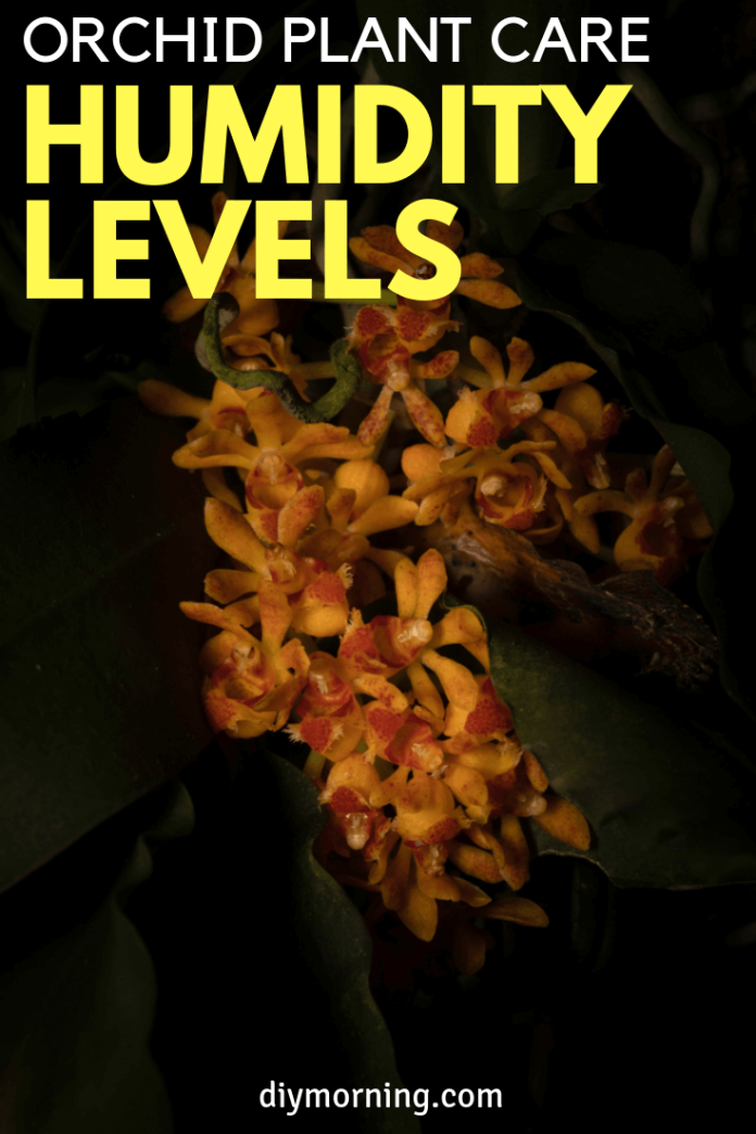 Orchid Plant Care - Humidity Levels - DIY Morning