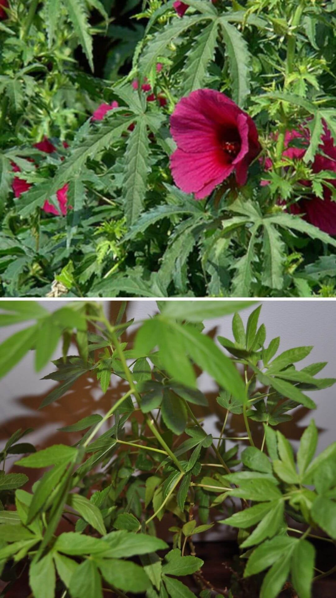 7 Best Plants That Look Like Weed (Completely Legal) - DIY Morning