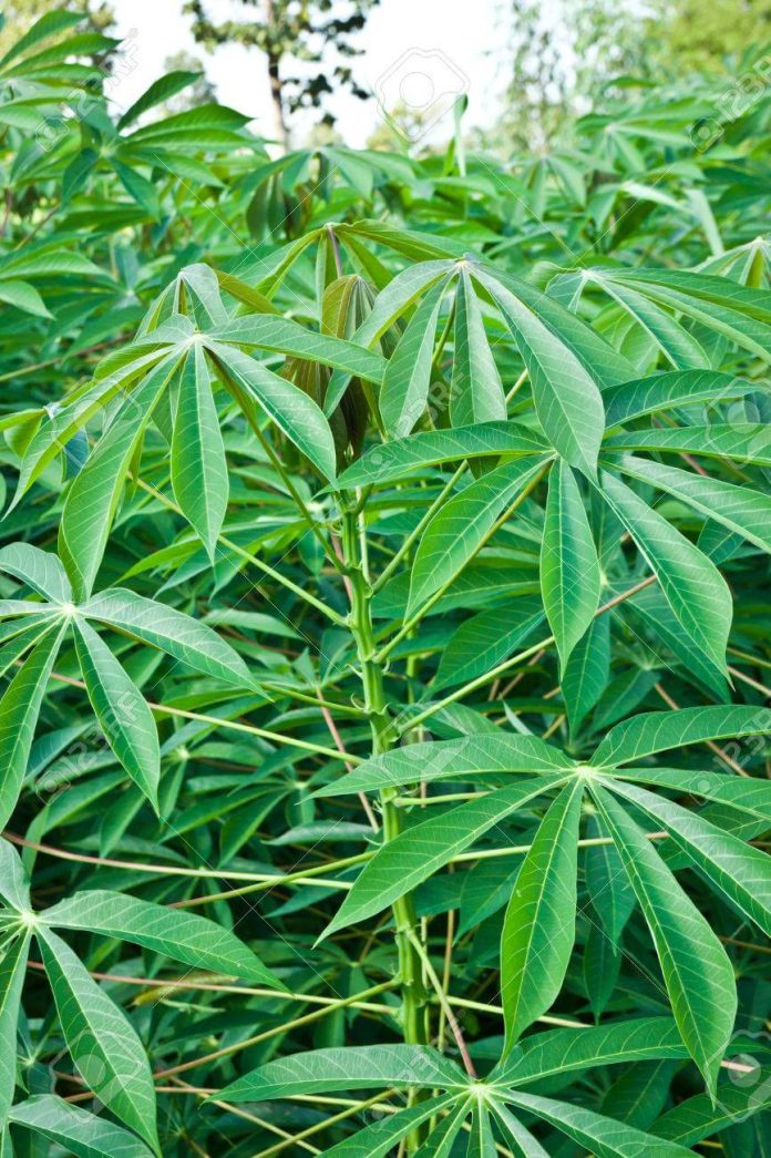 7 Best Plants That Look Like Weed (Completely Legal) - DIY Morning