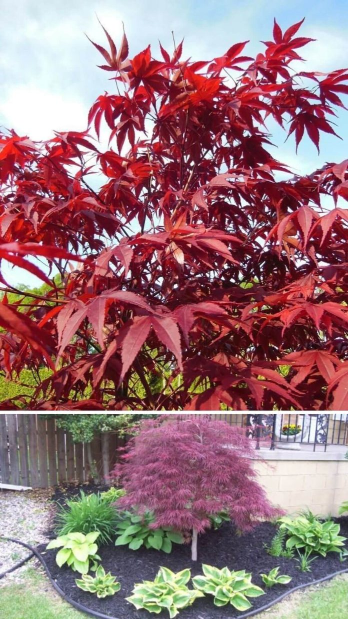 7 Best Plants That Look Like Weed (Completely Legal) - DIY Morning