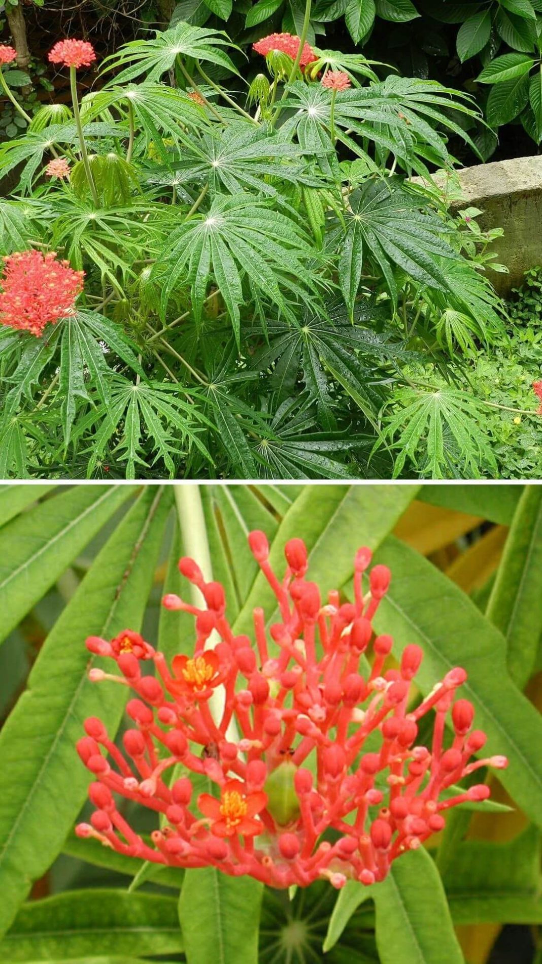 7 Best Plants That Look Like Weed (Completely Legal) - DIY Morning