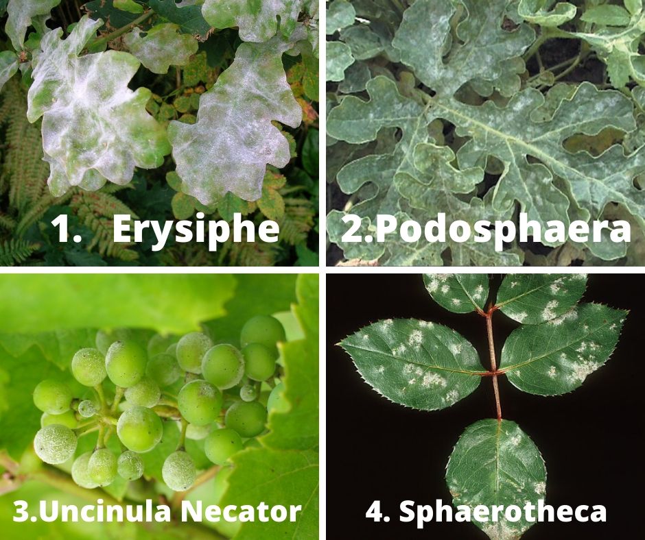 Powdery Mildew: How To Identify and Get Rid of Garden Fungus on Plants