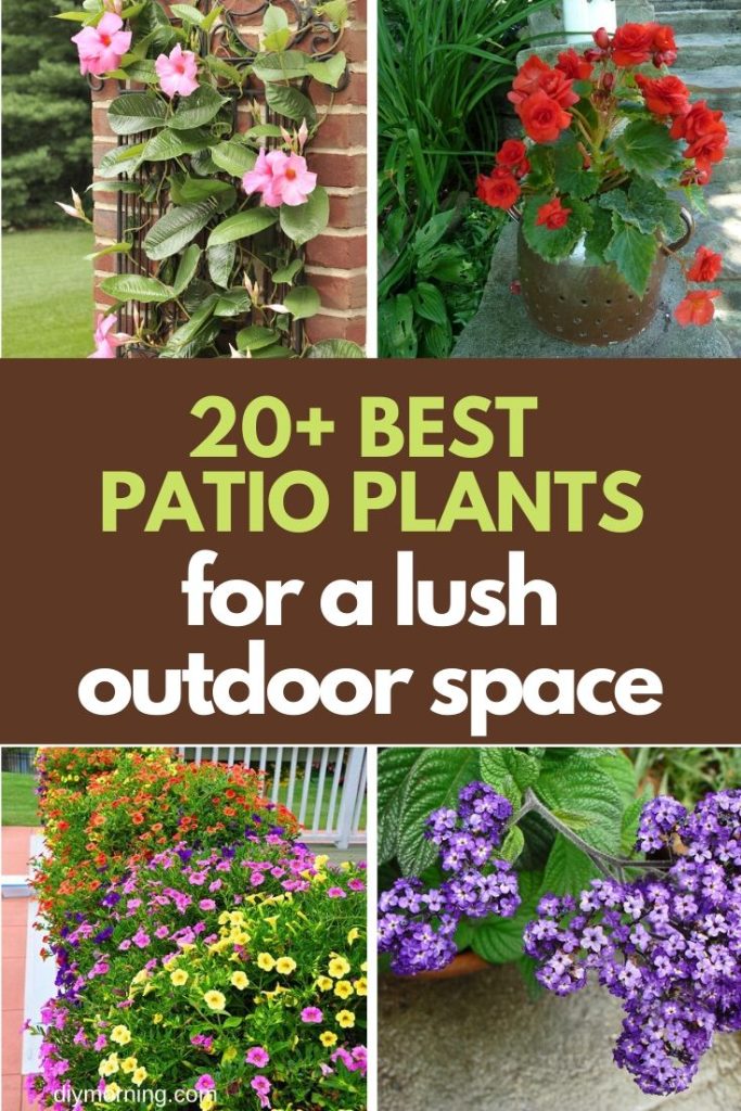 20 Beautiful Patio Plant Ideas For A Lush Outdoor Space - DIY Morning