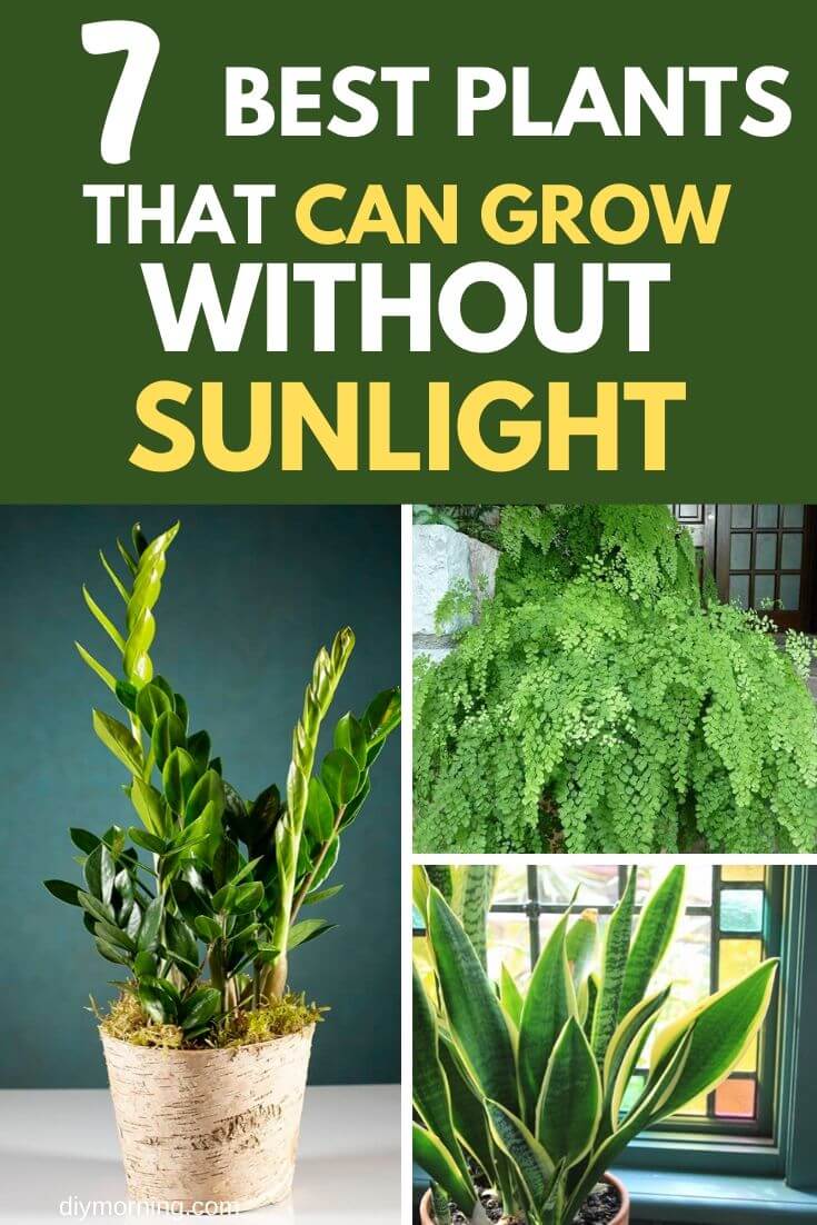 7 Best Plans That Can Grow Well in Complete Darkness - DIY Morning