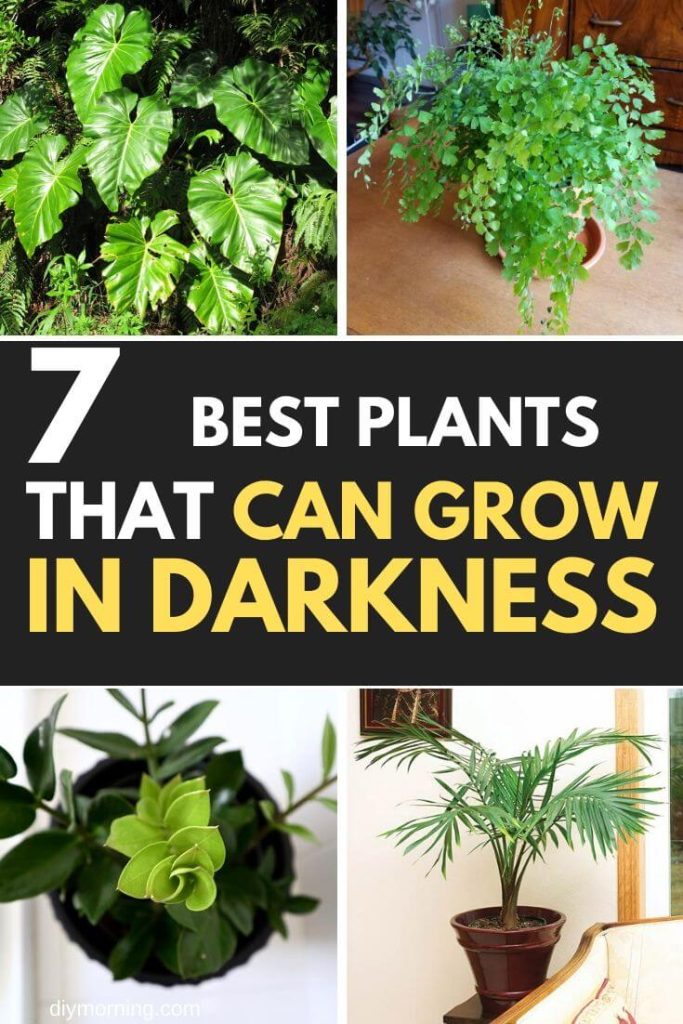 7 Best Plans That Can Grow Well in Complete Darkness - DIY Morning