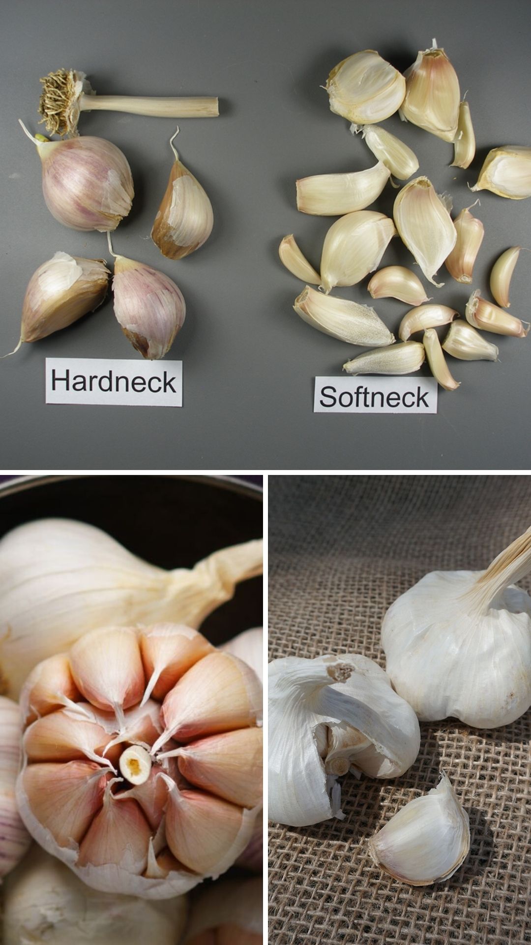 How to Grow and Plant Garlic at Home (Indoors and in Water) - DIY Morning