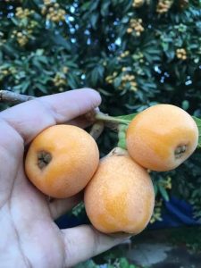 How to Grow a Loquat Tree: Planting, Growing and Harvesting