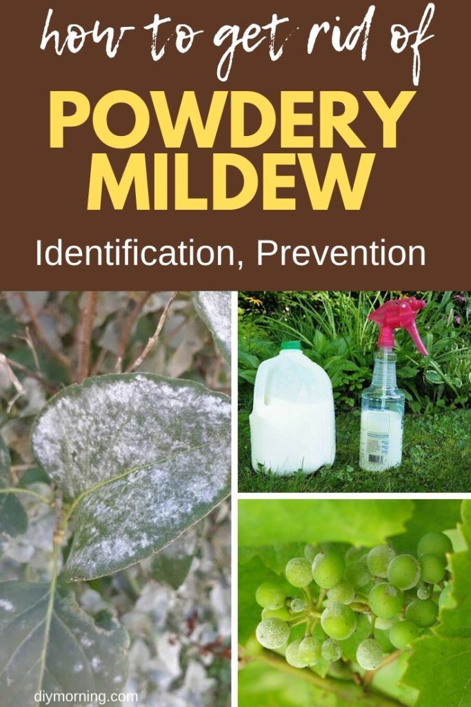 Powdery Mildew: How To Identify and Get Rid of Garden Fungus on Plants