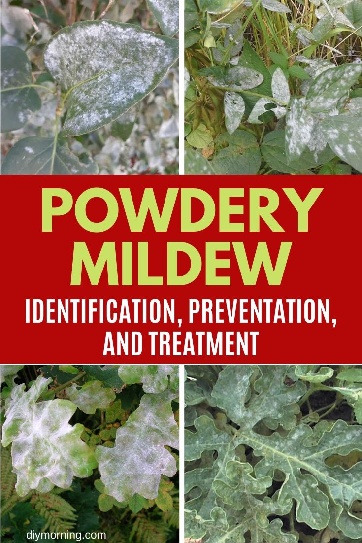 Powdery Mildew: How To Identify and Get Rid of Garden Fungus on Plants
