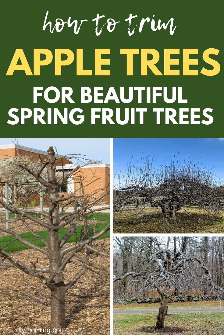 How to Trim Apple Trees for Beautiful Spring Fruit Trees - DIY Morning