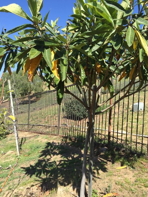 How to Grow a Loquat Tree: Planting, Growing and Harvesting