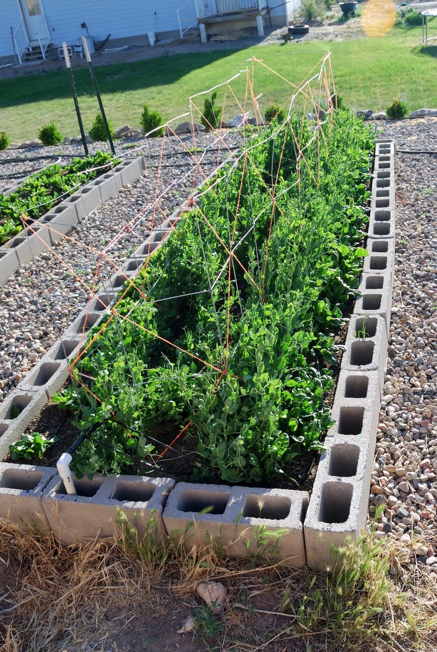 Advantages of Growing Podded Peas in Raised Bed - DIY Morning