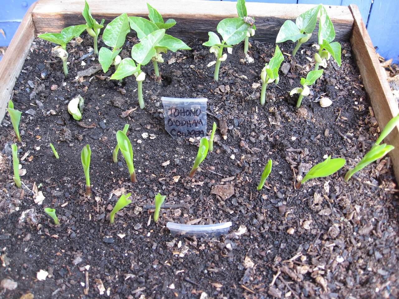 Advantages of Growing Podded Peas in Raised Bed - DIY Morning