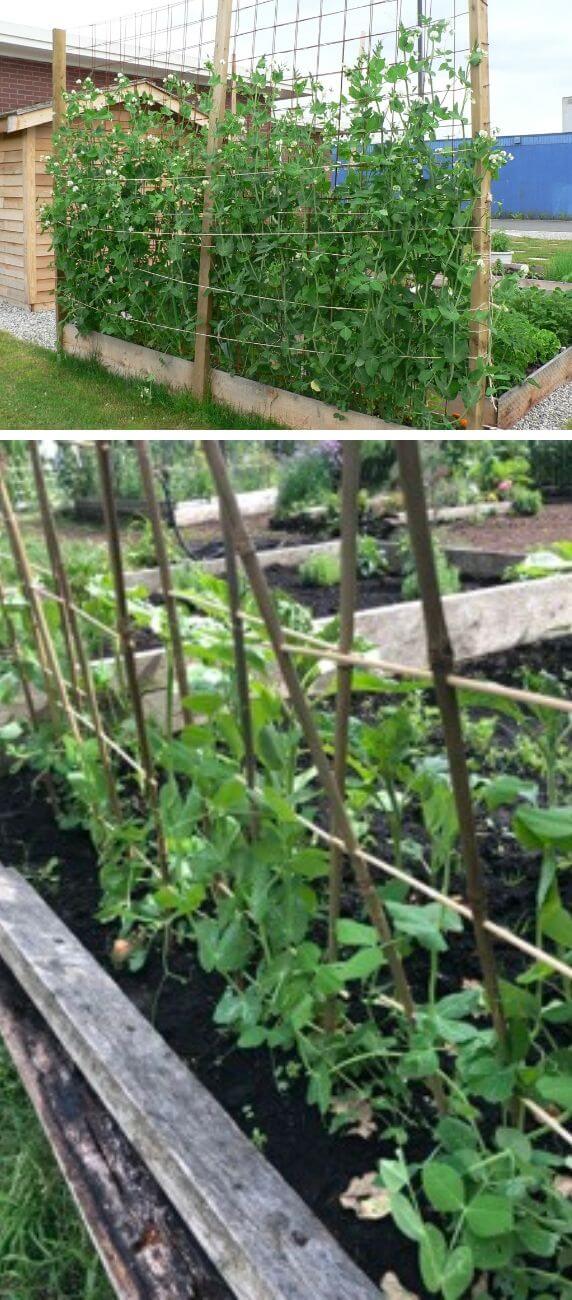 Advantages of Growing Podded Peas in Raised Bed - DIY Morning