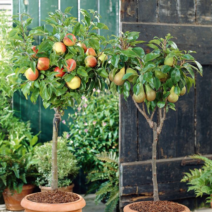 How To Grow Apple Trees In Containers and Pots - DIY Morning