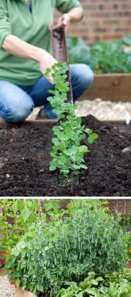 Advantages of Growing Podded Peas in Raised Bed - DIY Morning