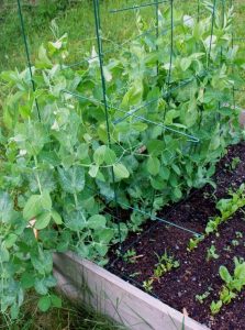 Advantages of Growing Podded Peas in Raised Bed - DIY Morning