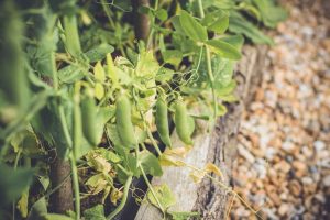 Advantages of Growing Podded Peas in Raised Bed - DIY Morning