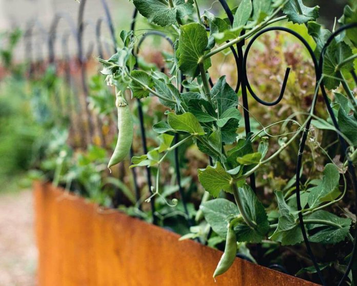 Advantages of Growing Podded Peas in Raised Bed - DIY Morning