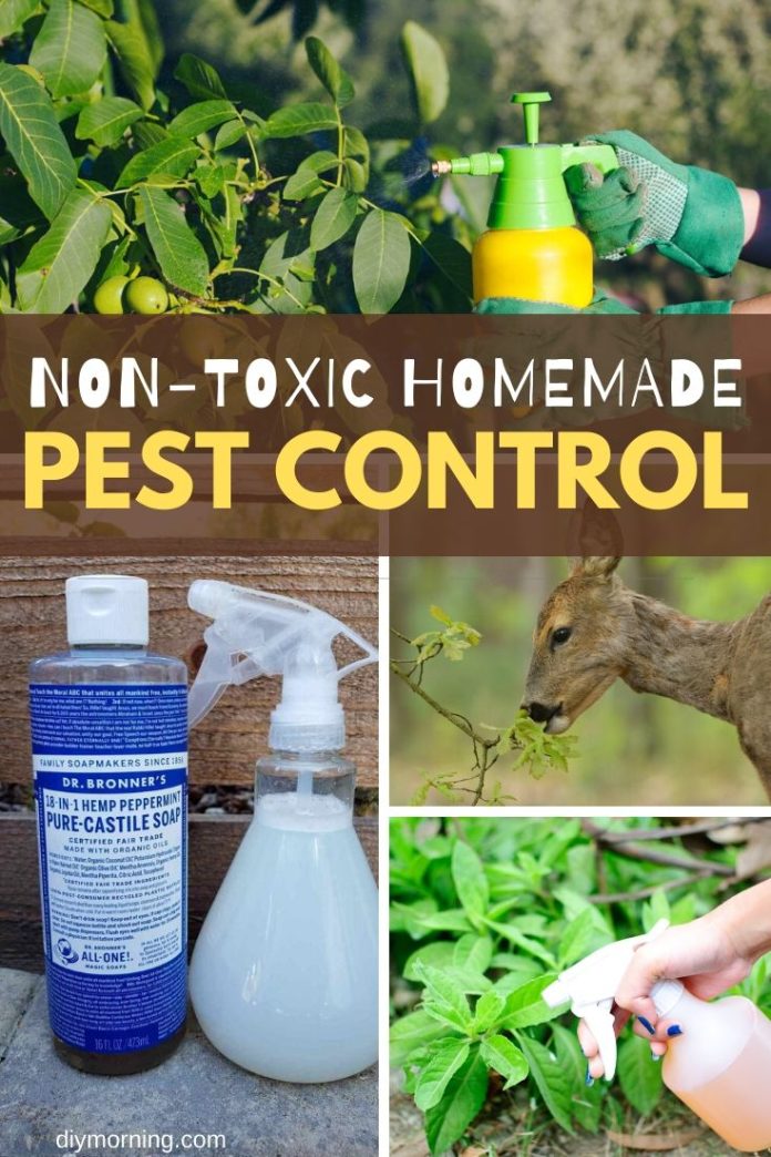 6 Non-Toxic Homemade Pest Control for Gardens - DIY Morning