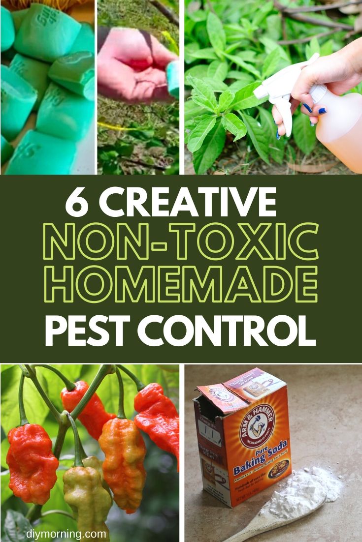 6 Non-Toxic Homemade Pest Control for Gardens - DIY Morning
