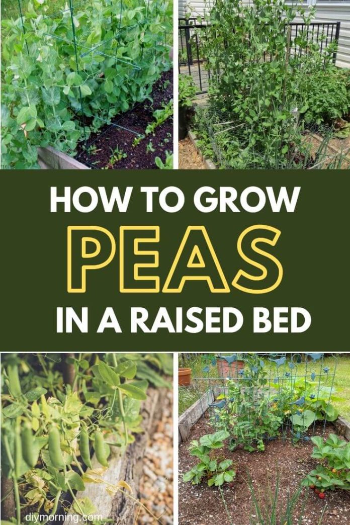 Advantages of Growing Podded Peas in Raised Bed - DIY Morning
