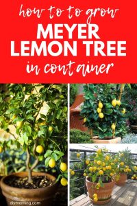 Meyer Lemon Tree: How To Grow and Care for Meyer Lemon Tree In Pots