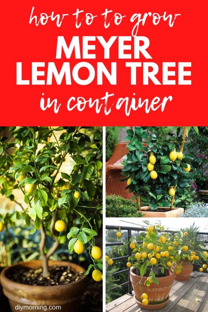 Meyer Lemon Tree: How To Grow and Care for Meyer Lemon Tree In Pots
