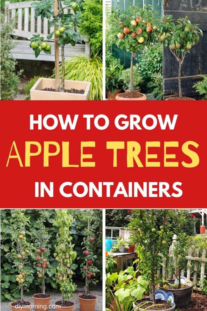 How To Grow Apple Trees In Containers and Pots - DIY Morning