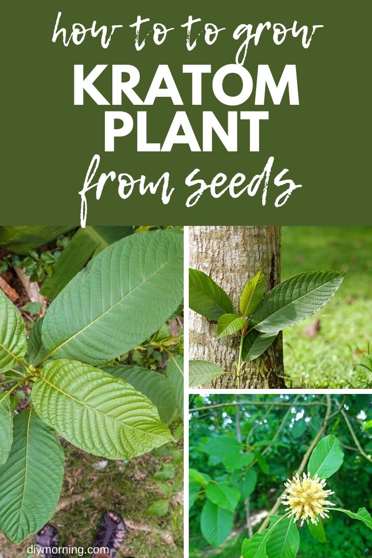 Kratom Plant Growing Guide: Everything You Need To Know - DIY Morning