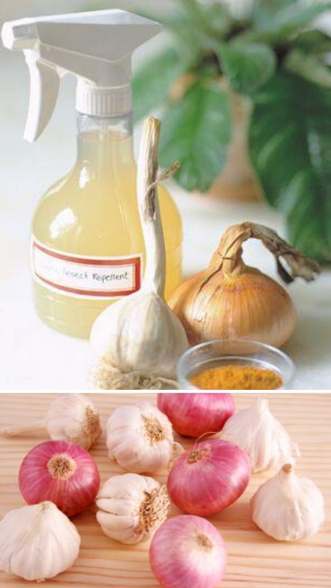 6 Non-Toxic Homemade Pest Control for Gardens - DIY Morning