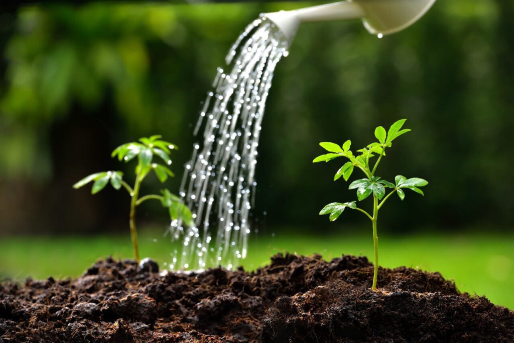 Useful Hacks That Will Help Your Plants Grow Faster And Healthier
